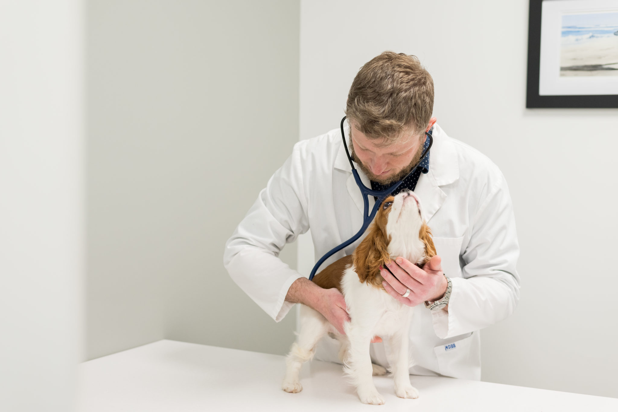 Consultations - Hammonds Plains Veterinary Hospital